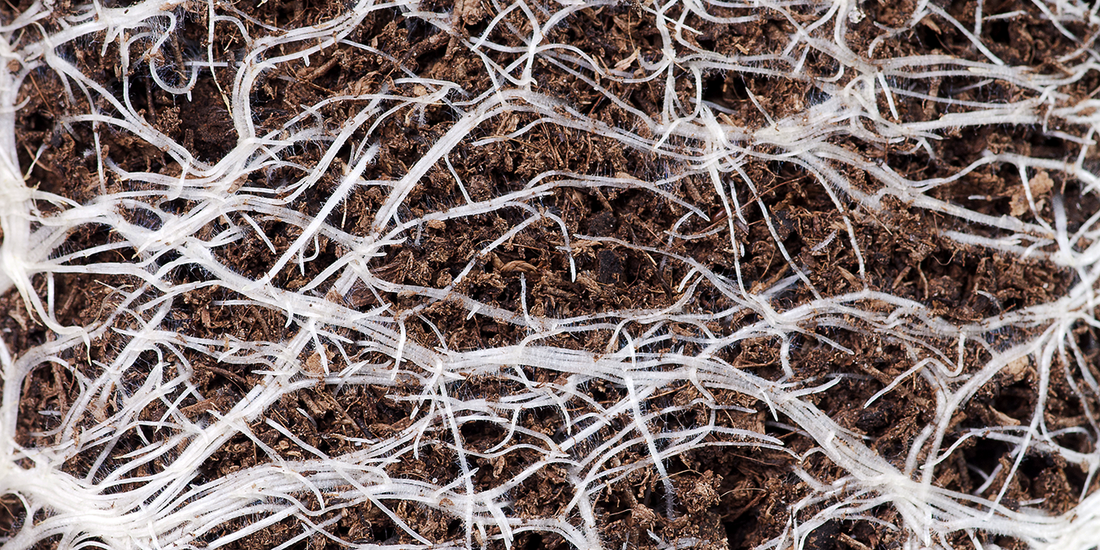 A Visual Guide to Air Root Pruning – Geopot